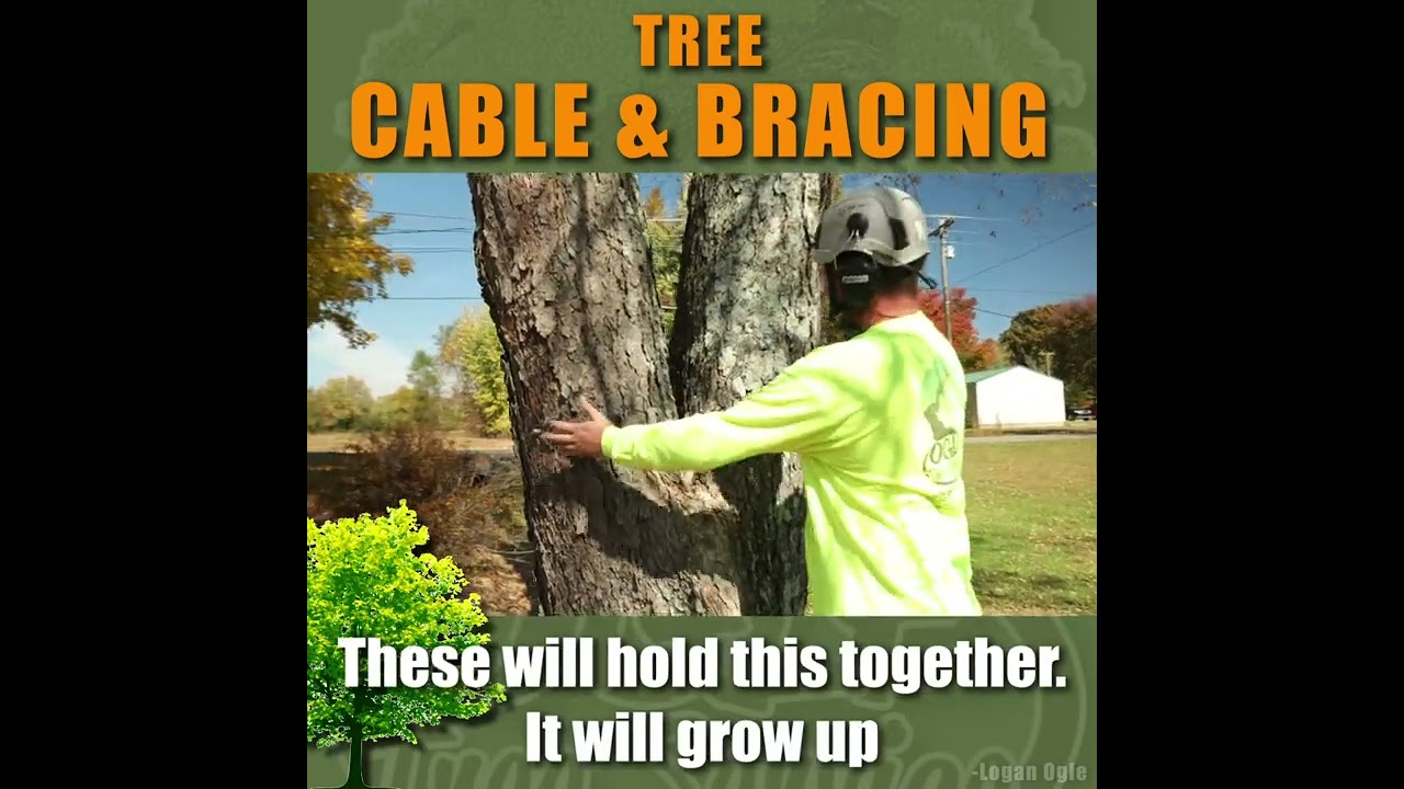 Ogle Tree Service - Cable & Bracing Video
