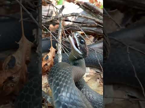 Defensive Northern Black Racer 