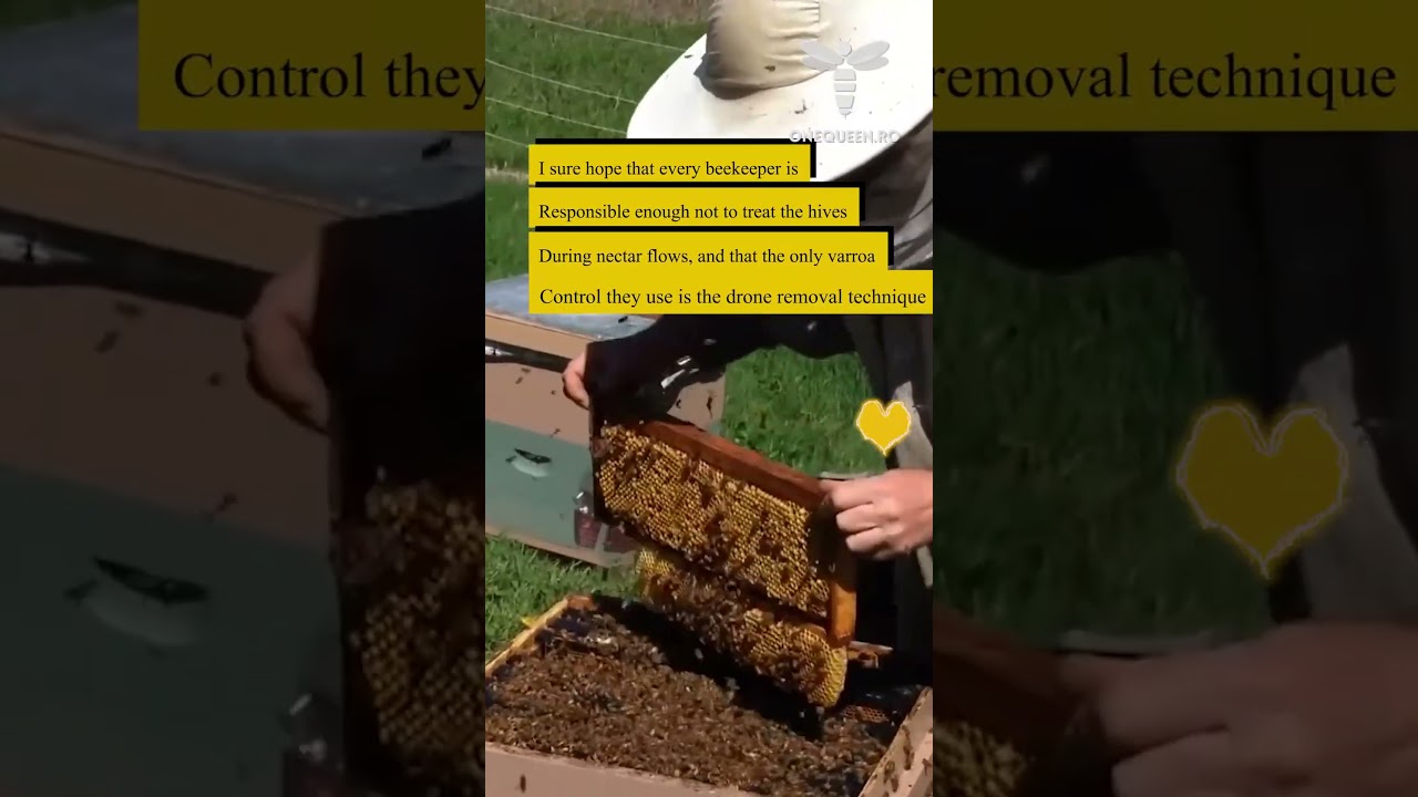 I sure hope that every beekeeper is responsible enough not to treat the hives during nectar flows..