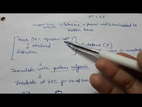 Urease test | isolation of urease producing microbe