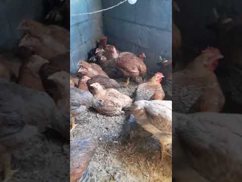 Blog semanal, Pollo Campestre