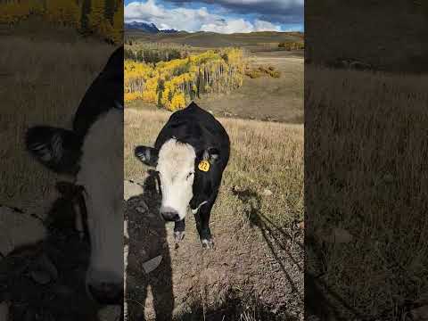 Making Friends in Colorado. #nature #cows #colorado #photography