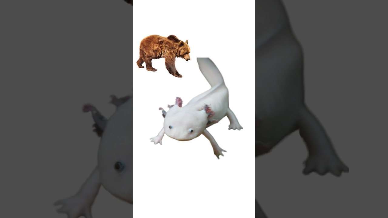 Bear+Axolotl? Let’s draw this BIZARRE creature! #axolotl #beardrawing