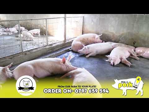 KNOW ABOUT PIGS AND PORK. AMANI PORKIE FARM FOR BEST PIG AND PORK.
