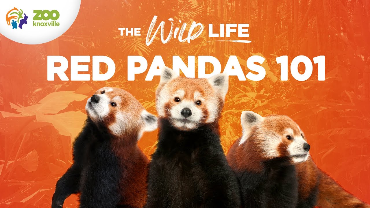 Red Pandas (the Cutest Animals on the Planet?) - The Wild Life