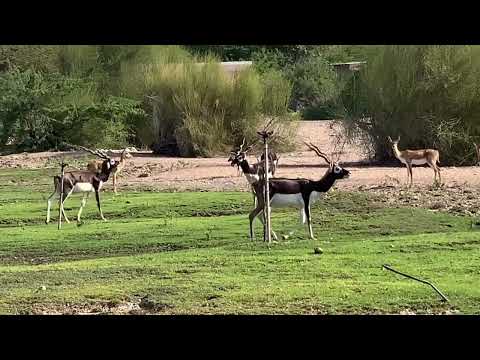 Markhor Different views