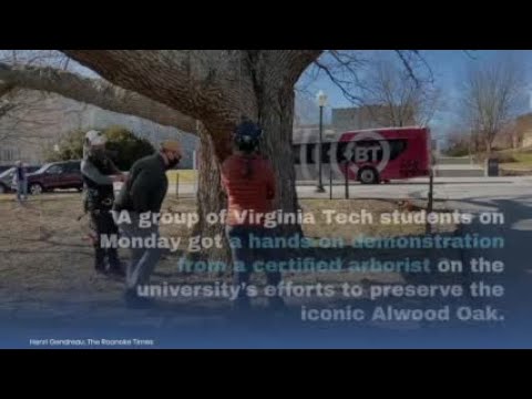 Tree care on Virginia Tech's campus provides hands-on learning