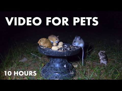 Cat TV for Cats to Watch ๐บ - 10 Hour of Mice at Night to Entertain Pets and People - Sept 17, 2024
