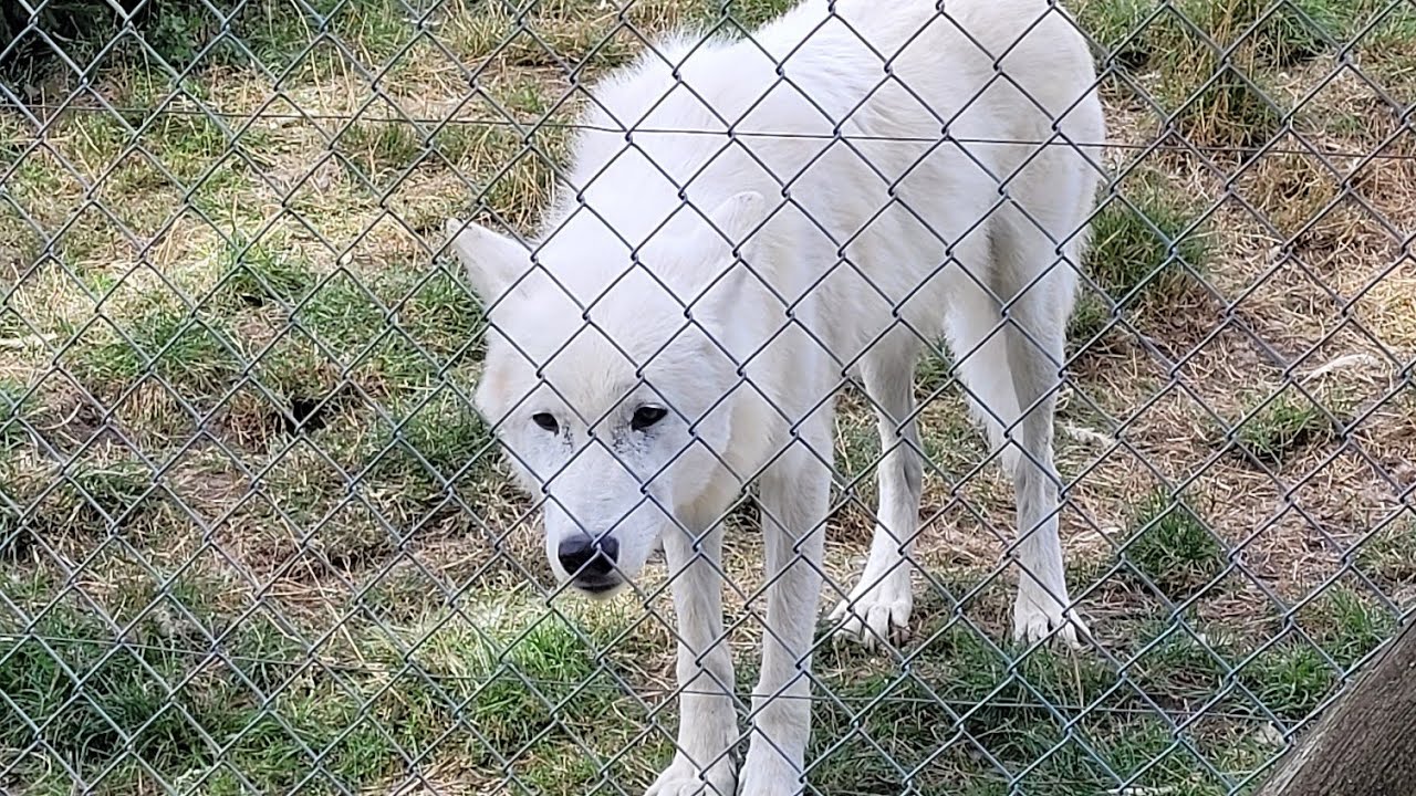 White Wolves Howling Together (gorgeous animals, slightly eerie sound!)