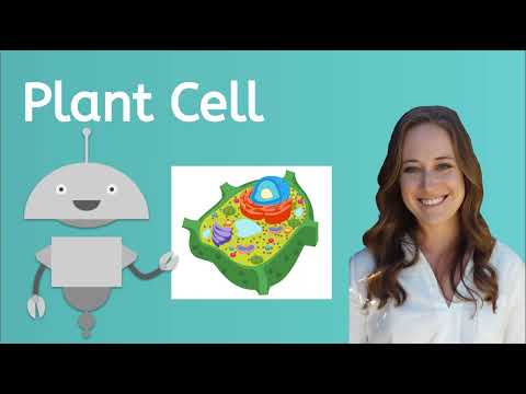 Plant Cell