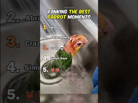 Ranking The Best Parrot Moments