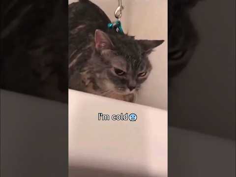 Cats Speaking English!????