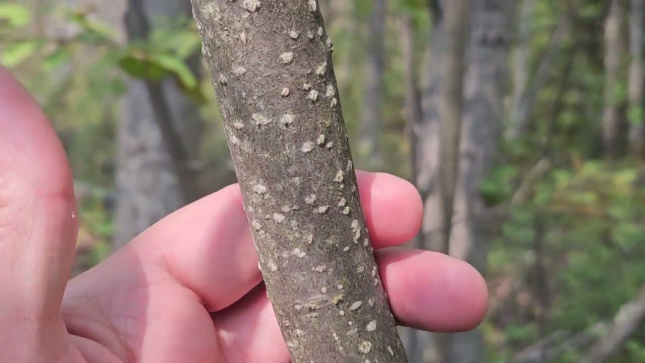 ID That Tree: Chokecherry