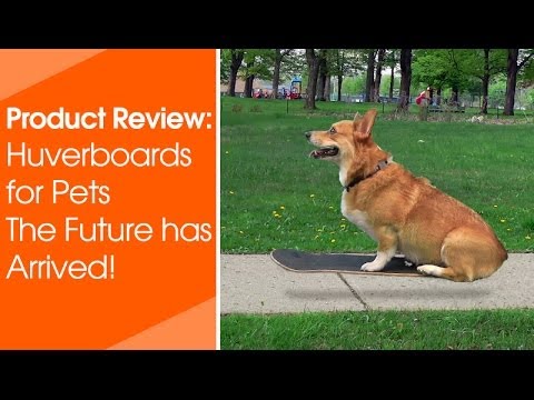 YamadaTech Translator Collar – Truth, Justice, and All-American ...