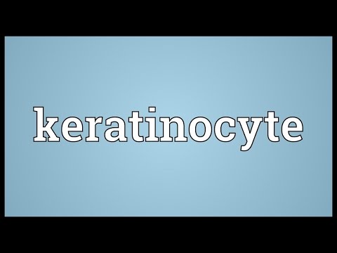 Keratinocyte Meaning
