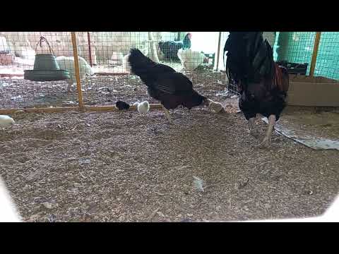 Red Jungle Fowl Pair feeding their chicks together at FJ Free Range Farms! Mutual Parenting!