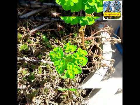French names of plants...The Sun spurge...L'Euphorbe Réveil-matin(Euphorbia helioscopia)
