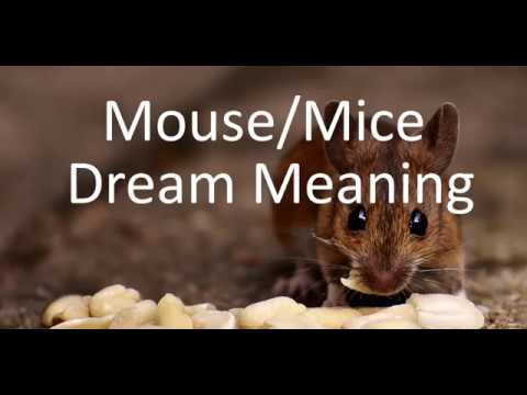Mouse or Mice Dream Meaning