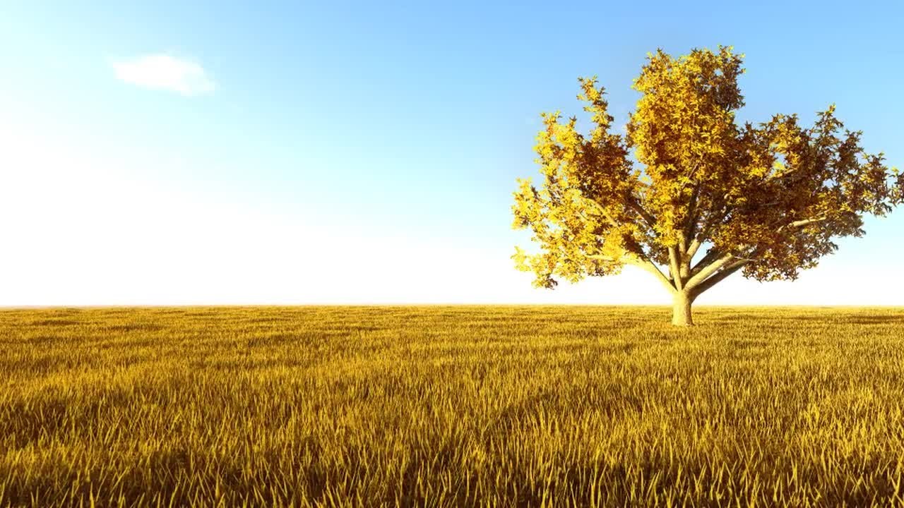 The Nature In Orange Motion Graphics