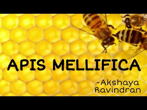 Apis Mellifica | Doctrine of Signature | Homoeopathic Remedy