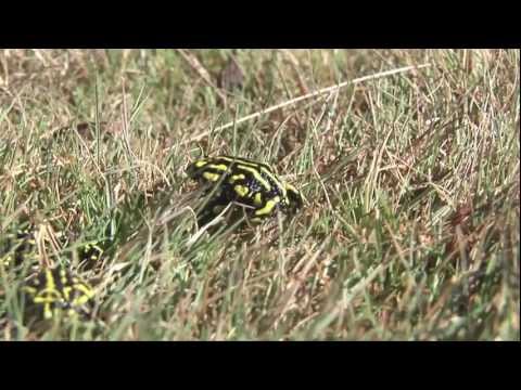 The frog hunters – a tale about the southern corroboree frog ...