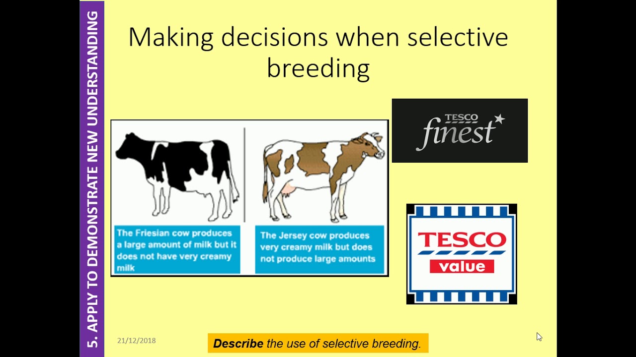 B6 Selective Breeding