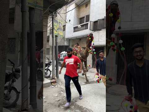 Qurbani 2024❤️mashallah running squad❤️ #love #cowfie #cow #petlover #animals #cowbeauty #pets
