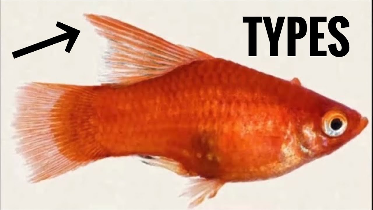Platy Fish Varieties & Types