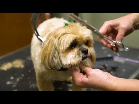The Groomingdales Difference