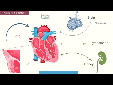 Natriuretic peptides