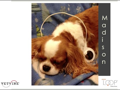 Phantom Scratching in a Cavalier King Charles Spaniel with Syringohydromyelia
