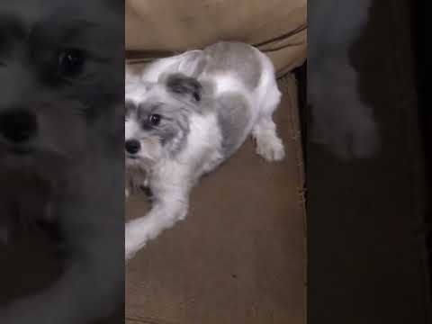 Puppy #puppies #dogs #pets #maltipom #malitpoo #pomeranian #maltese