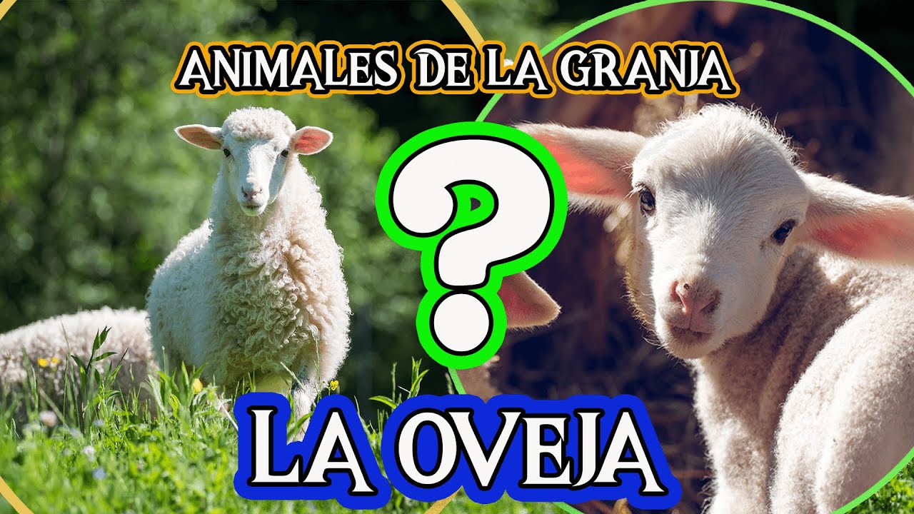 LA OVEJA 🐑 |  Videos educativos para niños |Documentales para niños| animales de la granja