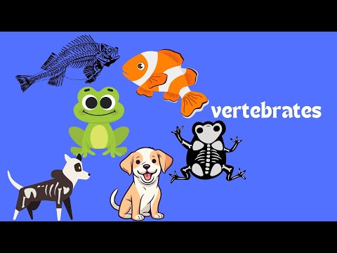Vertebrates Animal for kids; Mammals, Fish, Amphibians, Birds, Reptiles | kindergarten