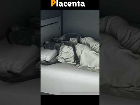 3D Animation of Placenta #shorts