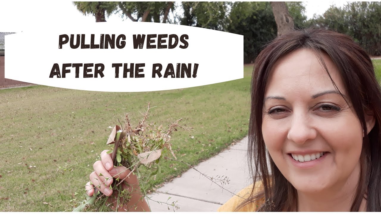 Pulling Weeds After the Rain in Gilbert, AZ