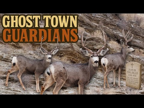 Ghost Town Bucks | Mule Deer in Dragon, Utah