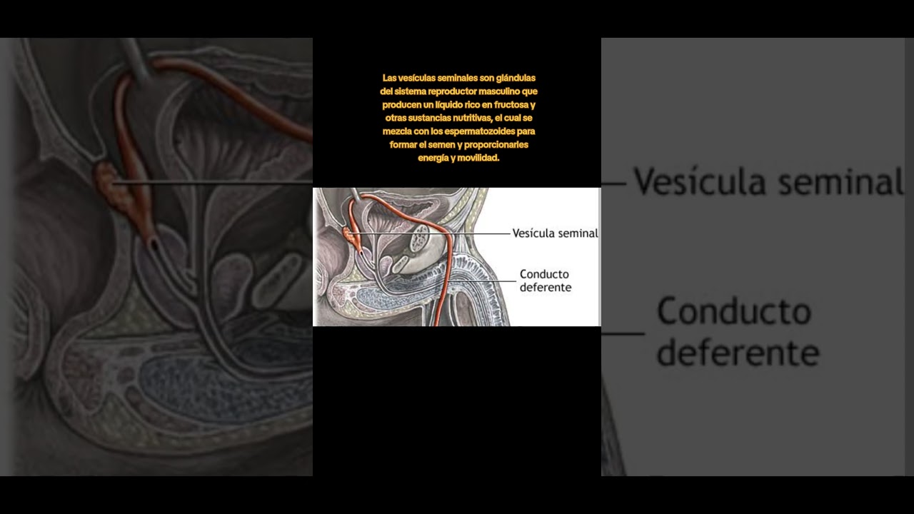 seminal vesicles