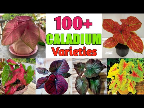 100+ Caladium Plant Species | Caladium Plant varieties with names | Plant and Planting