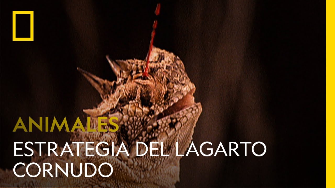 La extraña estrategia del lagarto cornudo | NATIONAL GEOGRAPHIC ESPAÑA