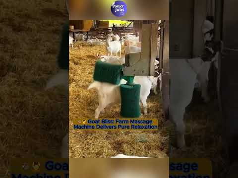ππ Goat Bliss: Farm Massage Machine Delivers Pure Relaxation.