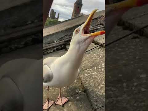 My Pet Seagull Introduces Me to His New Baby!!