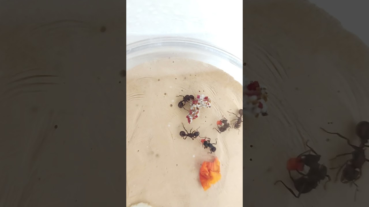 Desert Leafcutters (Acromyrmex versicolor)