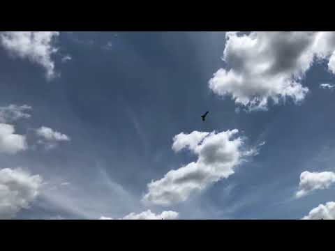 3D file L3D - LWPLA Wing 🪶 ・3D printable model to download・Cults