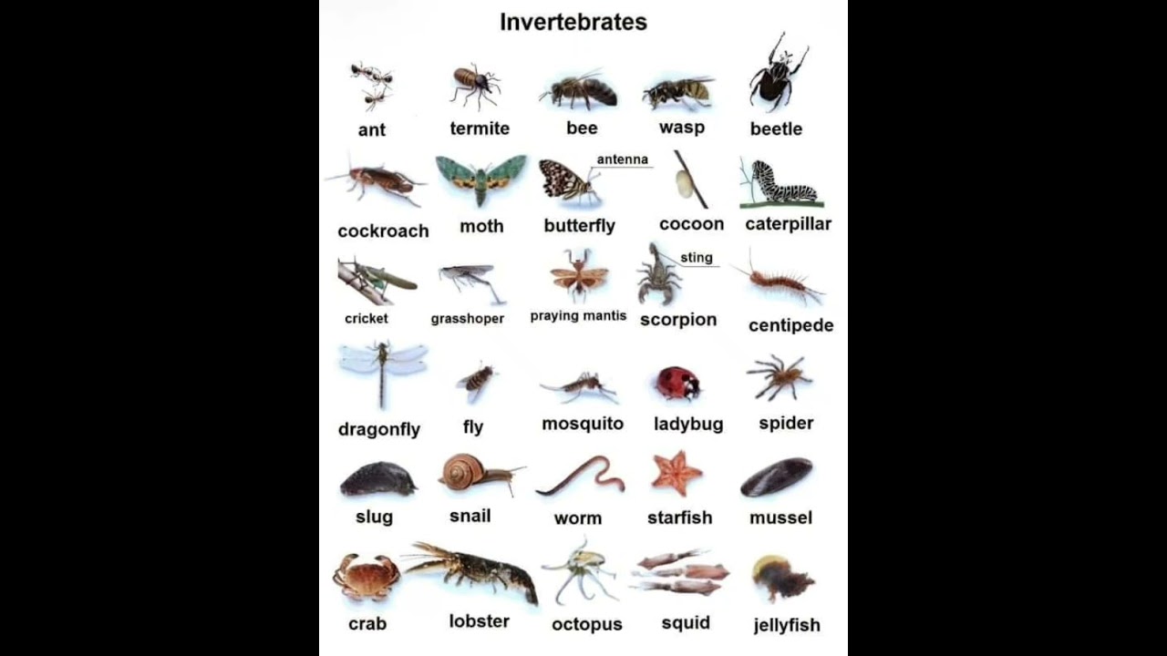 Invertebrates Vocabulary | Learning English