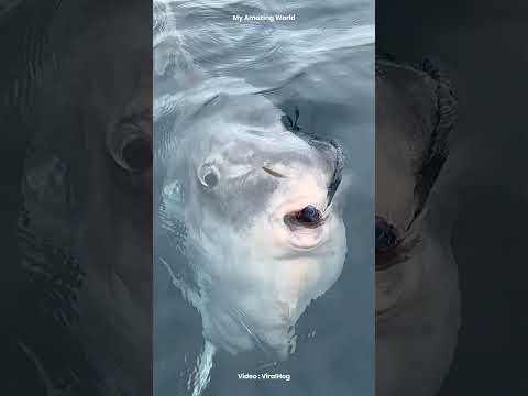 Why Do Fishermen Throw This Giant Fish Back Into the Ocean? #Animal #AnimalFacts #MarineLife