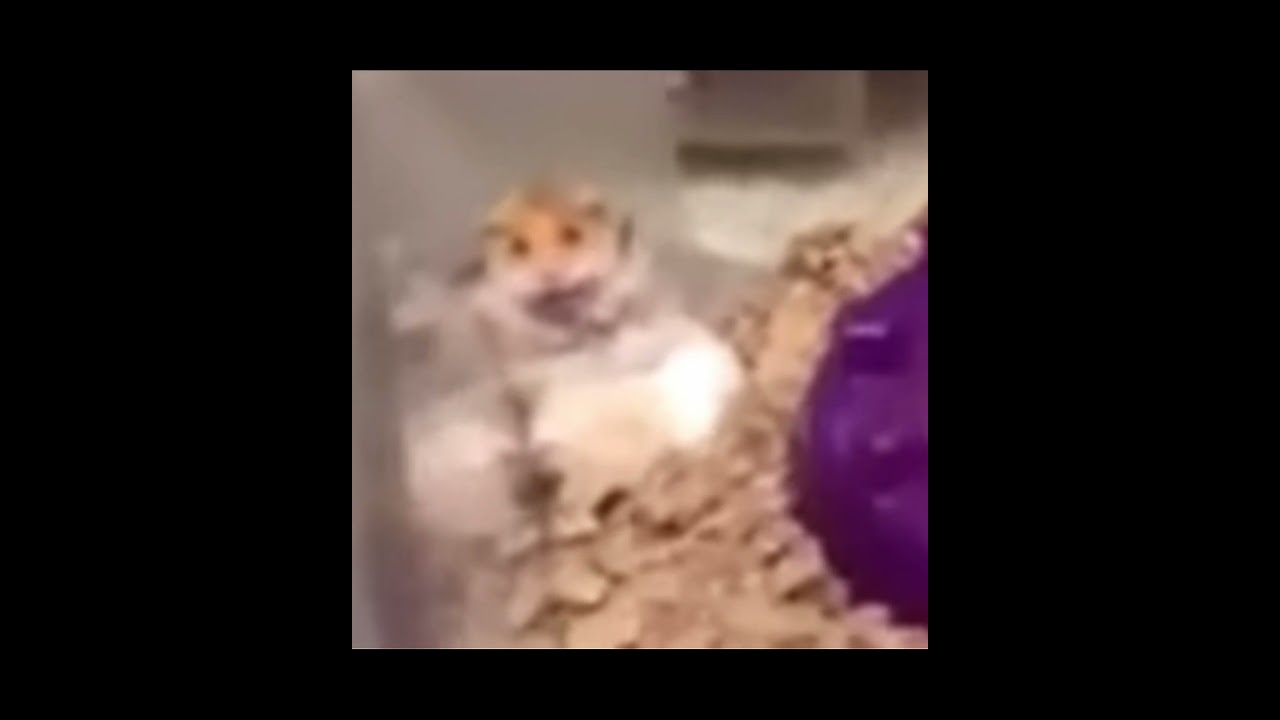 Hamster scared original video// #memes #cute (PS: credit goes to the owner of the video).