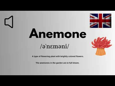 How to Pronounce Anemone Correctly in British Accent- English With Zee