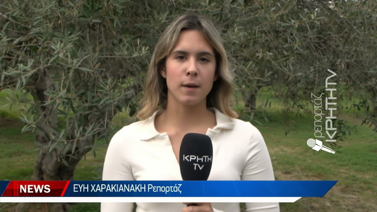 Κρήτη: Τρόμος για τους ελαιοπαραγωγούς οι ελαιοκλοπές από επιτήδειους ...