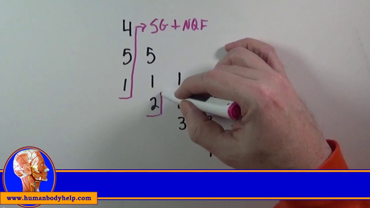 Sacral Plexus Mnemonic